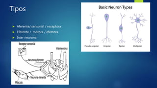 Integracion Neuronatomica.pptx