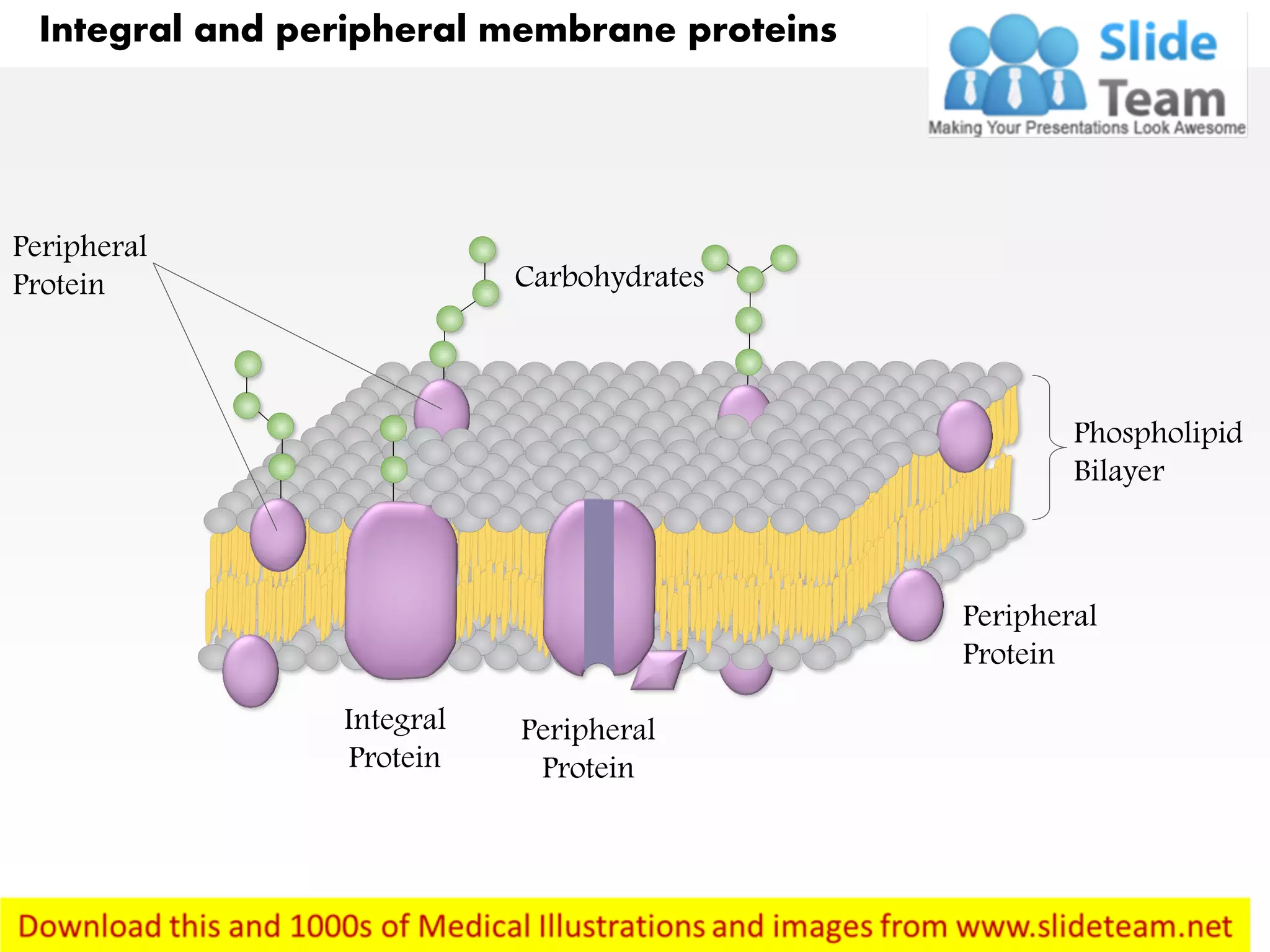 Integral and peripheral membrane proteins medical images for power ...