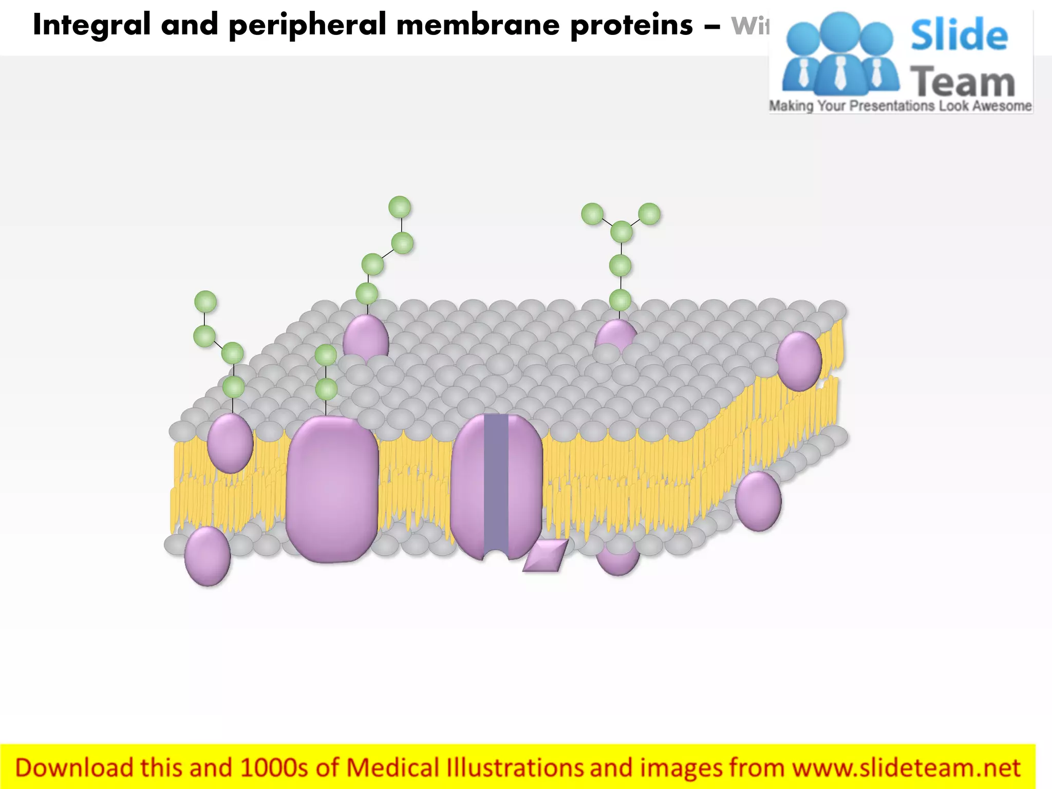 Integral and peripheral membrane proteins medical images for power ...