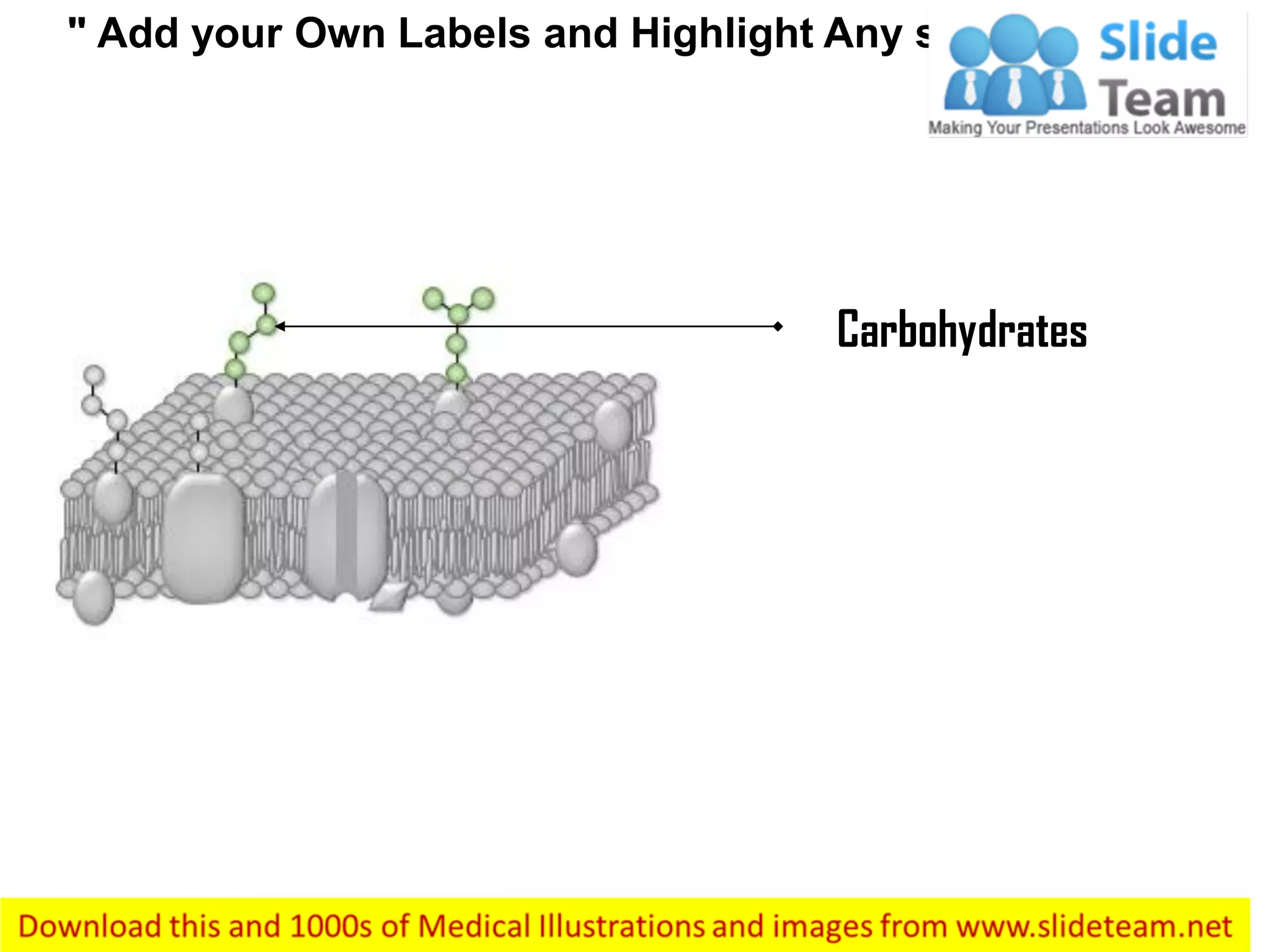 Integral and peripheral membrane proteins medical images for power ...