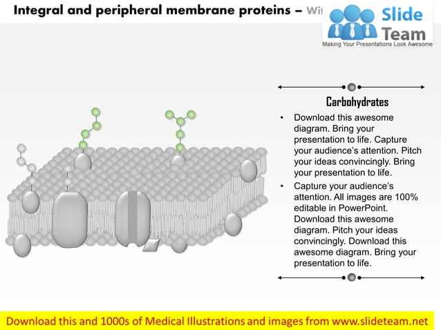 Integral and peripheral membrane proteins medical images for power ...