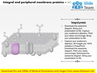 Integral and peripheral membrane proteins medical images for power ...