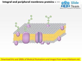Peripheral Protein