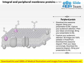 Peripheral Proteins
