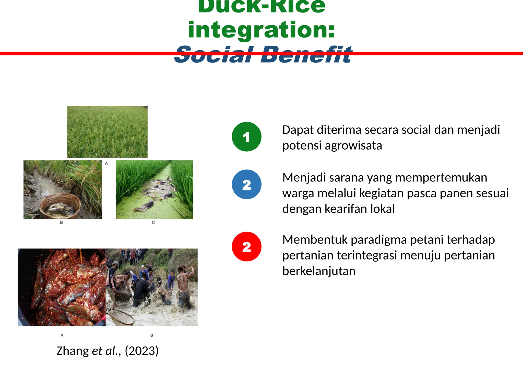 Integrasi ternak itik dan padi untuk pertanian berkelanjutan | PPTX