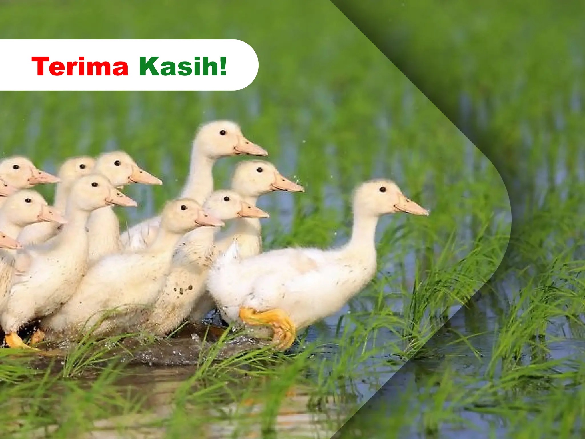 Integrasi ternak itik dan padi untuk pertanian berkelanjutan | PPTX