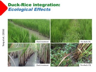 Integrasi ternak itik dan padi untuk pertanian berkelanjutan | PPTX