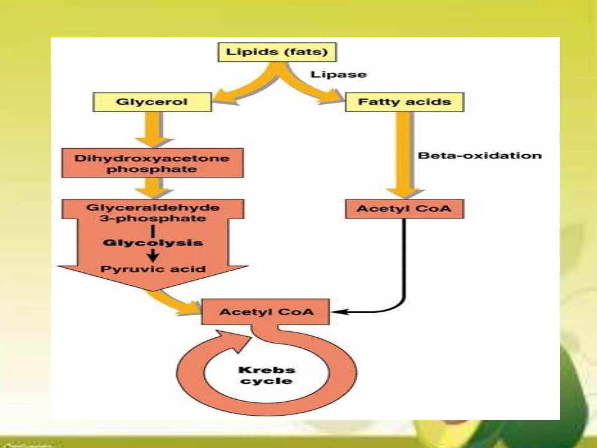 INTEGRASI METABOLISME | PPTX