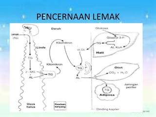 INTEGRASI METABOLISME | PPTX