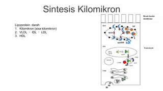 Integrasi metabolisme karbo lipid dan metabolisme karbohidrat.pptx