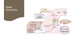 Integrasi metabolisme karbo lipid dan metabolisme karbohidrat.pptx