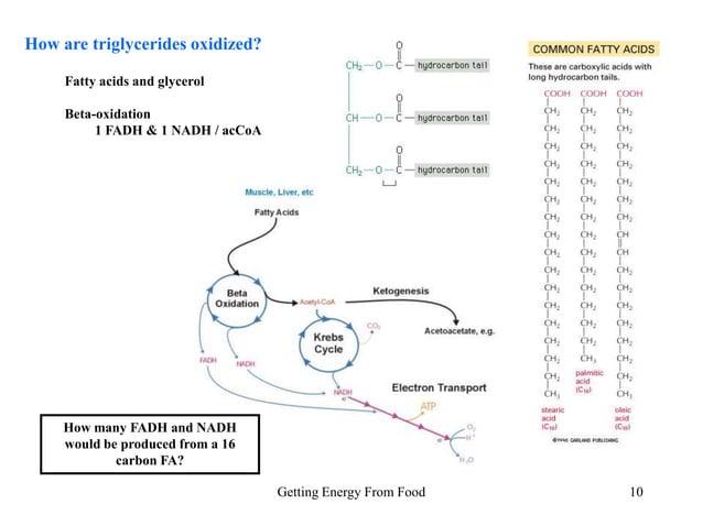 (All types of) integrated-metabolism.ppt | Endocrine and Metabolic ...
