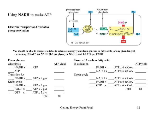 (All types of) integrated-metabolism.ppt | Endocrine and Metabolic ...