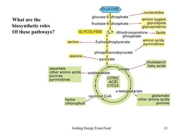 (All types of) integrated-metabolism.ppt | Endocrine and Metabolic ...