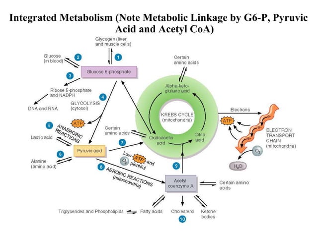 (All types of) integrated-metabolism.ppt | Endocrine and Metabolic ...