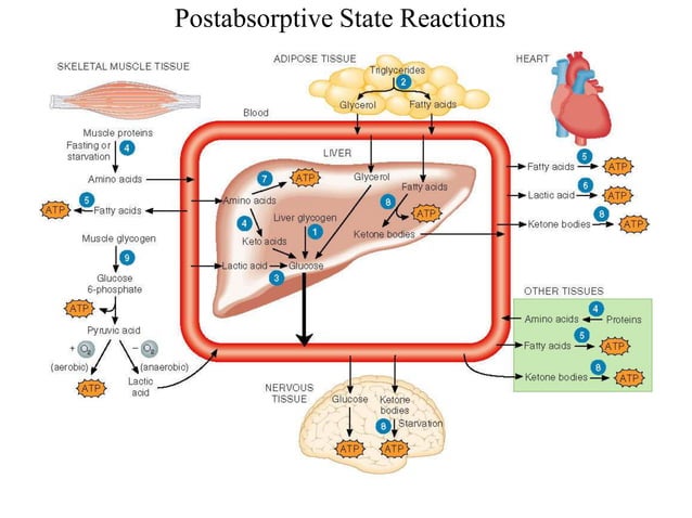 (All types of) integrated-metabolism.ppt | Endocrine and Metabolic ...