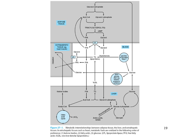 (All types of) integrated-metabolism.ppt | Endocrine and Metabolic ...