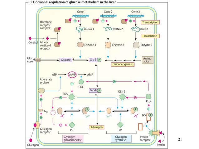(All types of) integrated-metabolism.ppt | Endocrine and Metabolic ...