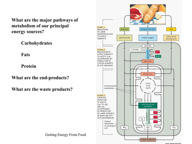 (All types of) integrated-metabolism.ppt | Endocrine and Metabolic ...