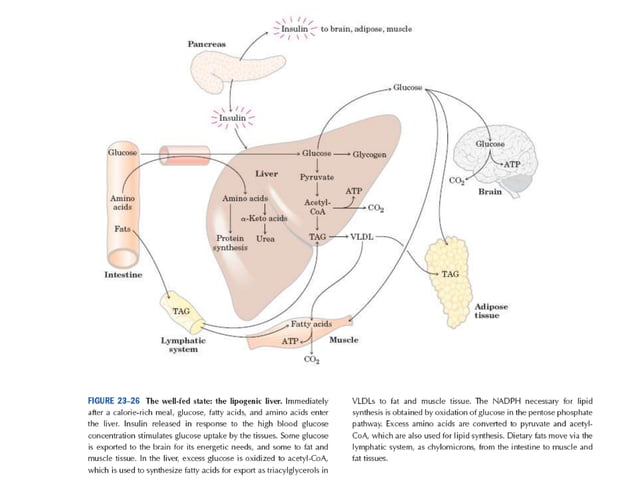 (All types of) integrated-metabolism.ppt | Endocrine and Metabolic ...