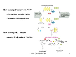 (All types of) integrated-metabolism.ppt