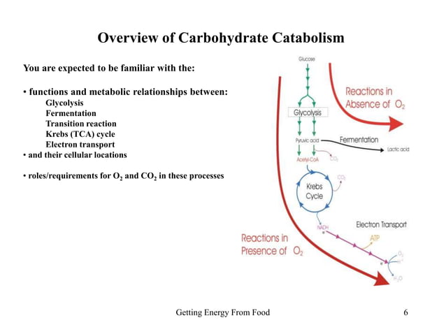 (All types of) integrated-metabolism.ppt