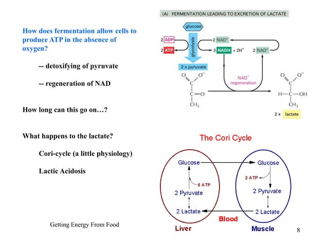 (All types of) integrated-metabolism.ppt | Endocrine and Metabolic ...