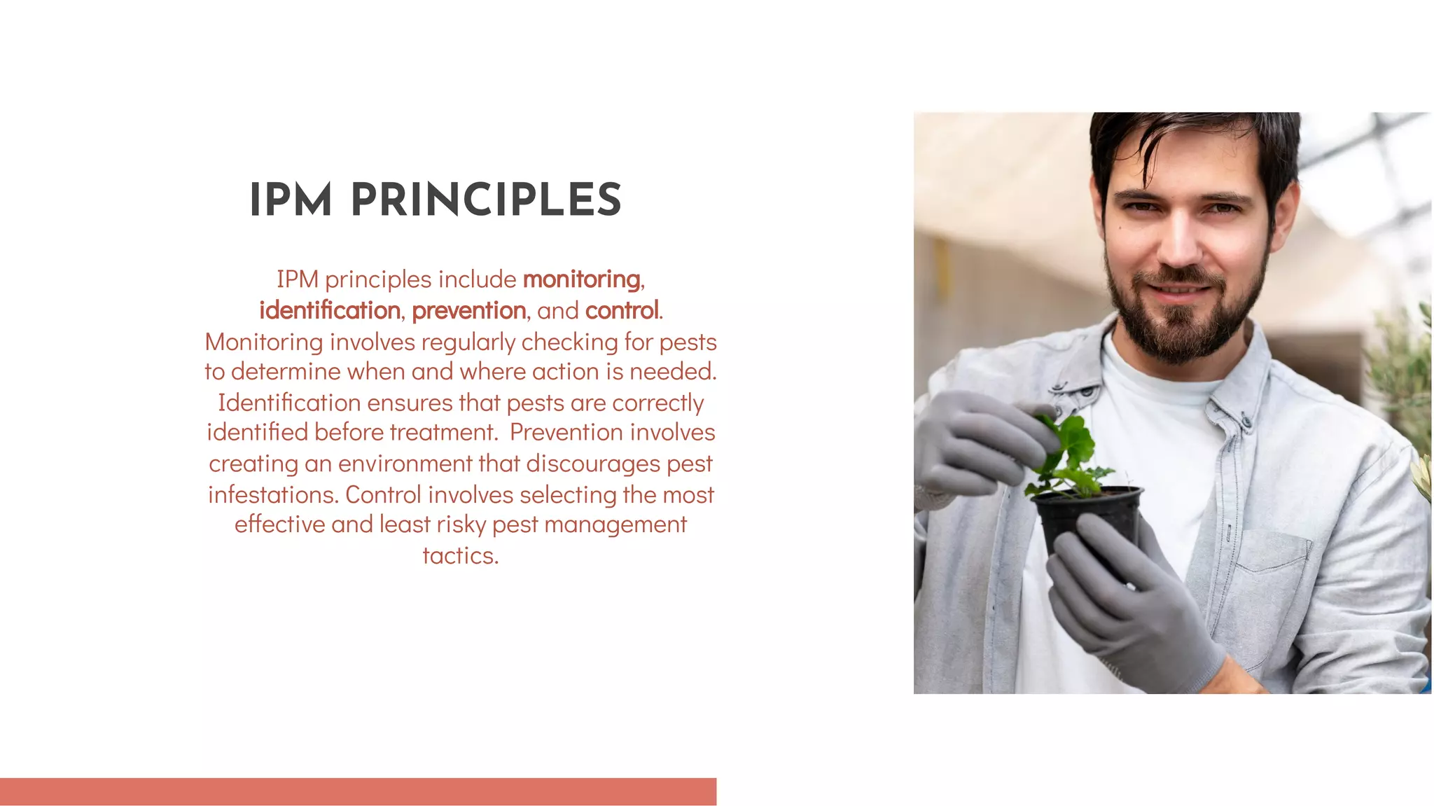 The Importance of Integrated Pest Management: A Sustainable Approach to ...