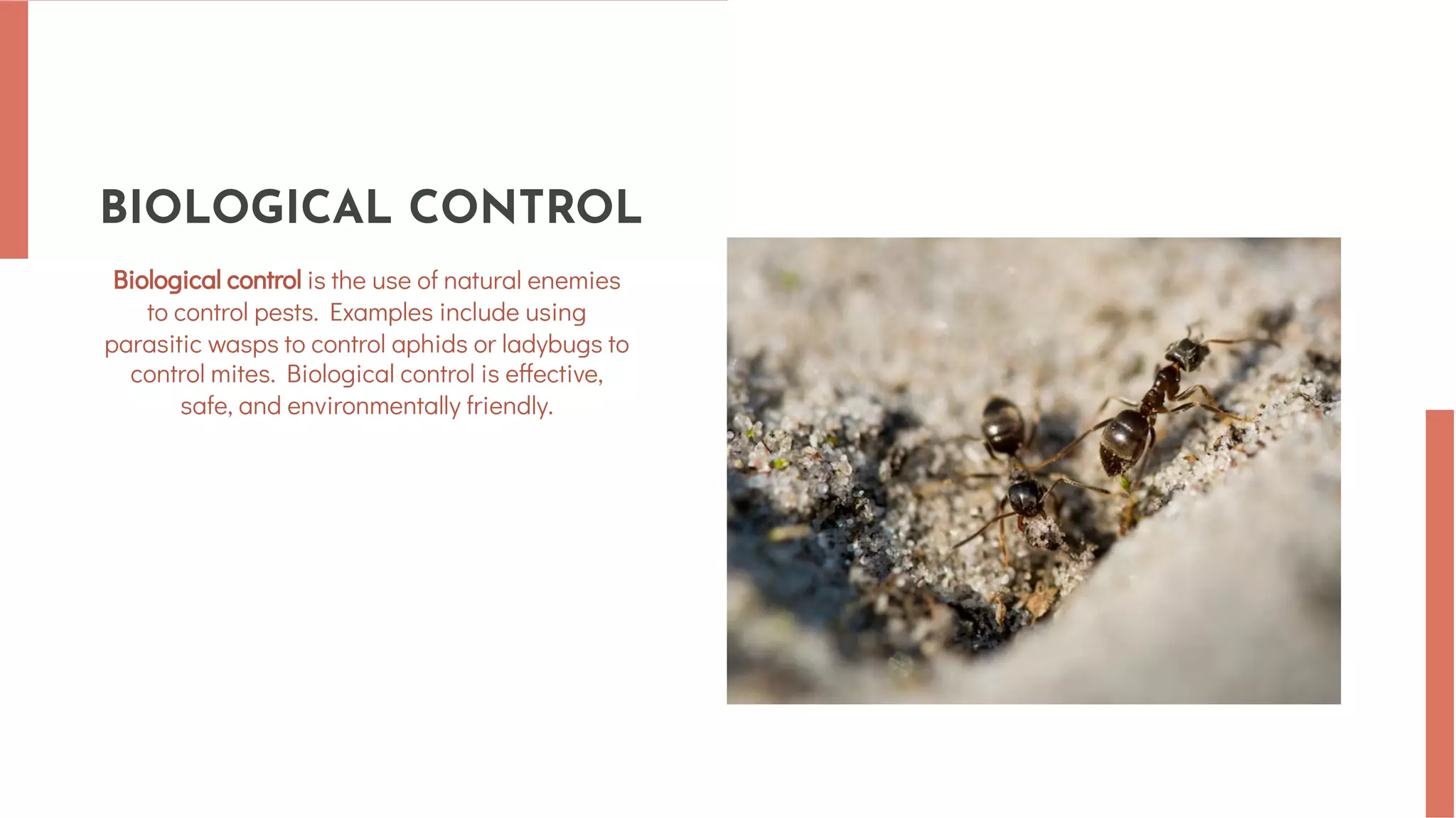 The Importance of Integrated Pest Management: A Sustainable Approach to ...