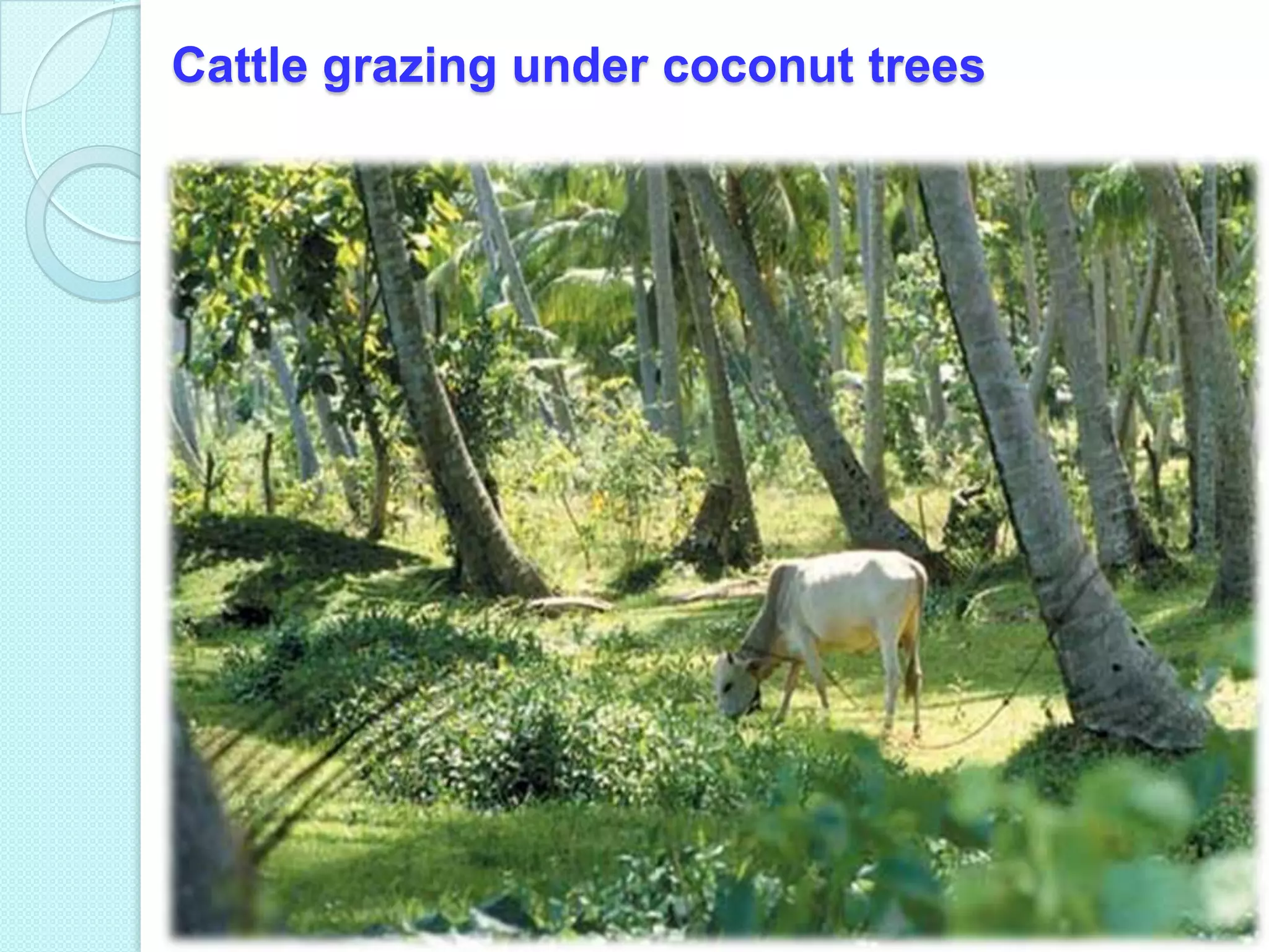 Integrated crop livestock system for sustainable crop production | PPT