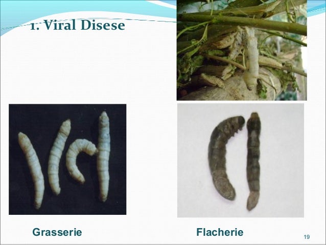 Integrated disease management in silkworm bombyx moril