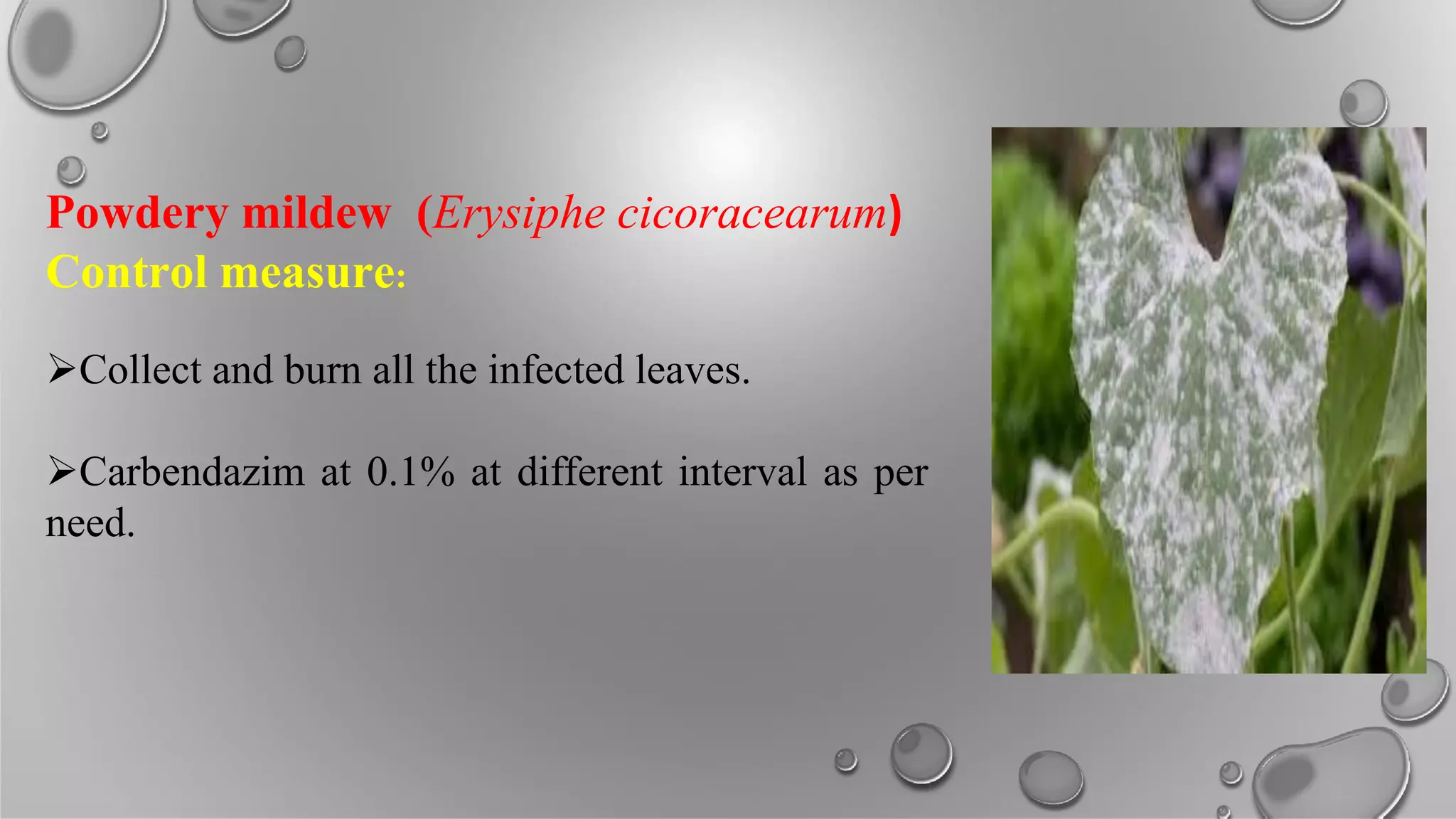 Integrated disease management of cucurbitacious crops | PDF