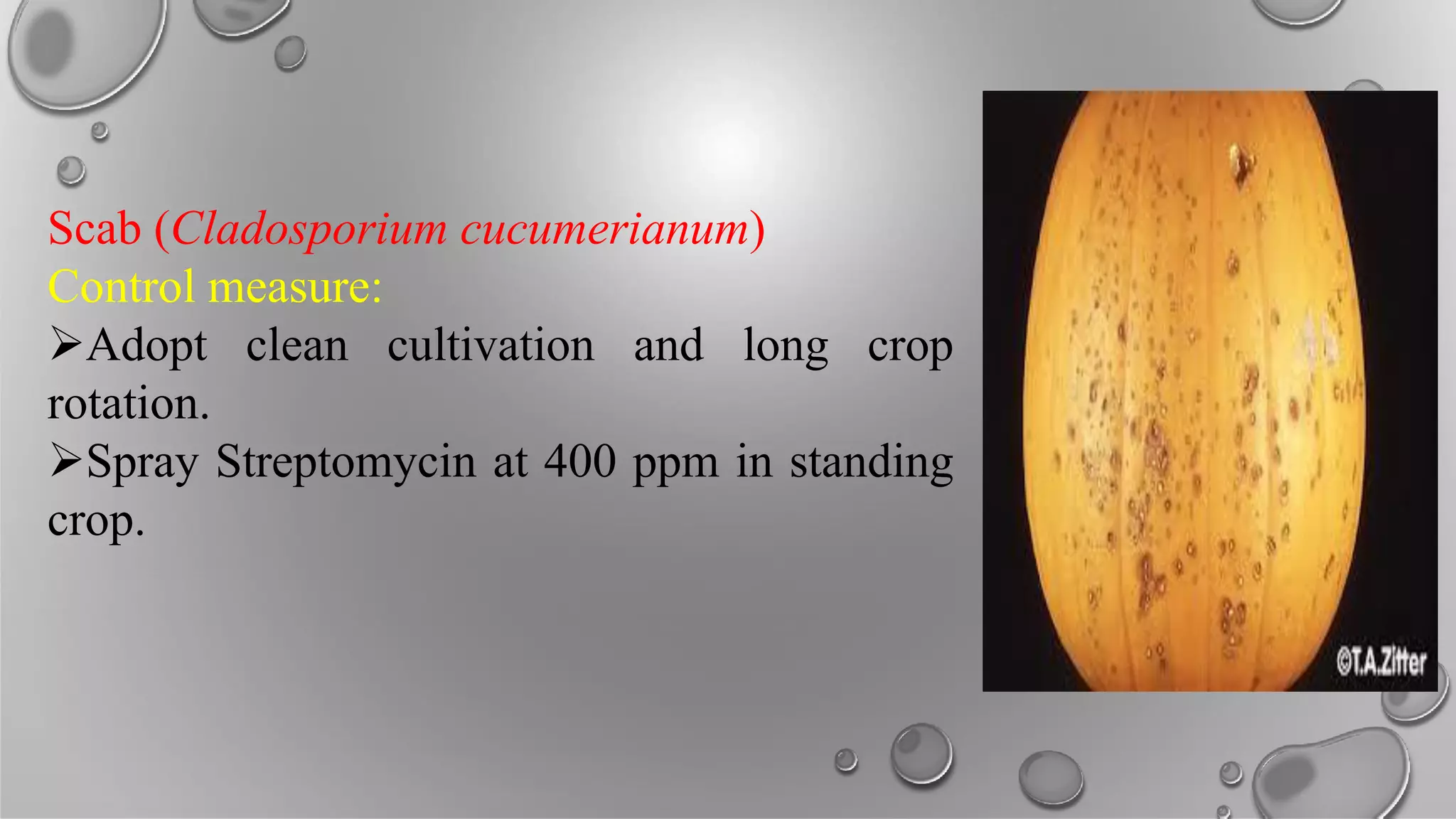 Integrated disease management of cucurbitacious crops | PDF