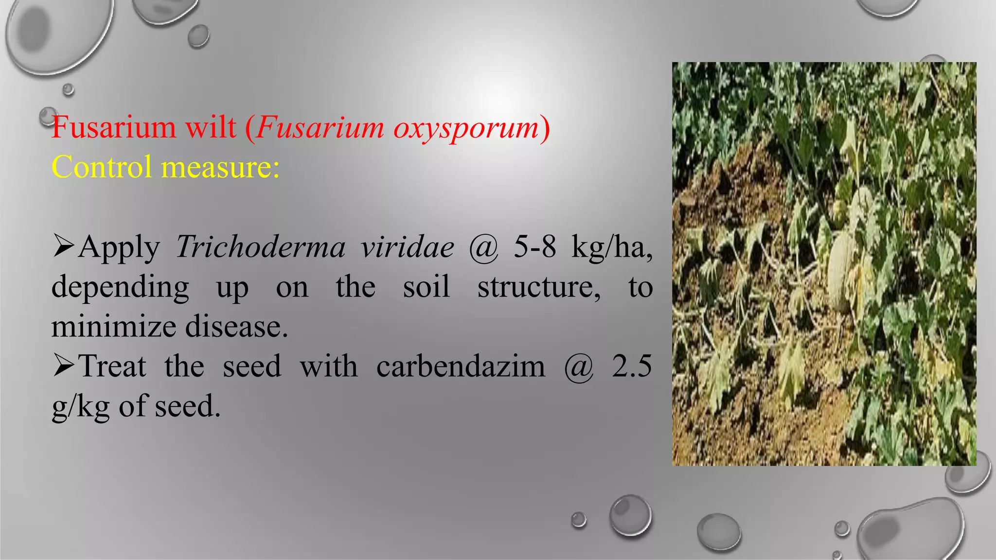 Integrated disease management of cucurbitacious crops | PDF