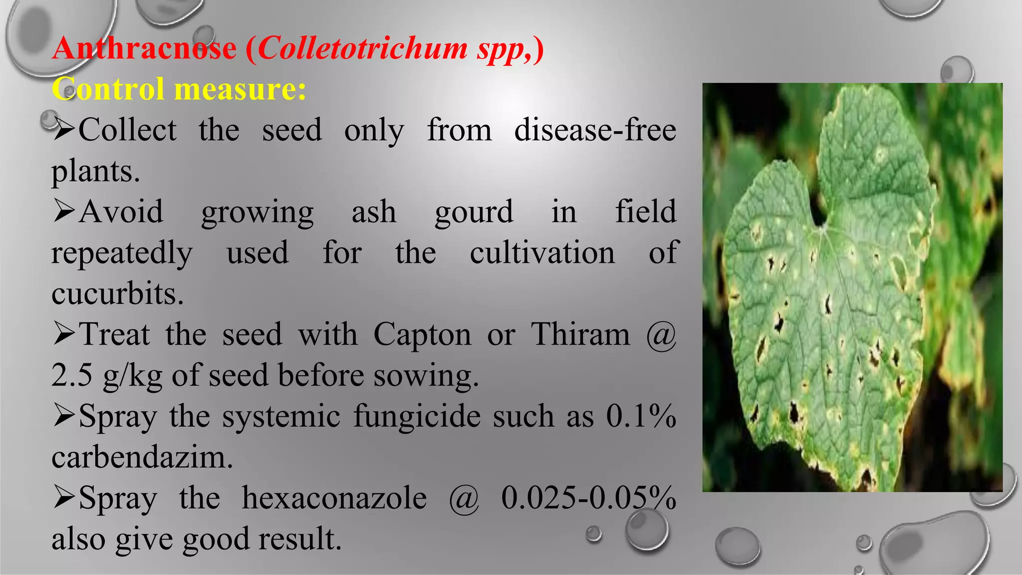 Integrated disease management of cucurbitacious crops | PDF