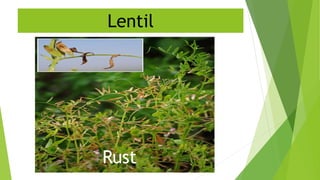 Integrated Disease Management Of Legume Vegetable & Tuber.pptx