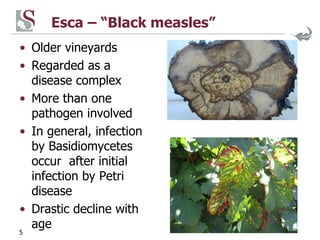 Integrated disease management of petri and esca disease of grapevines | PDF