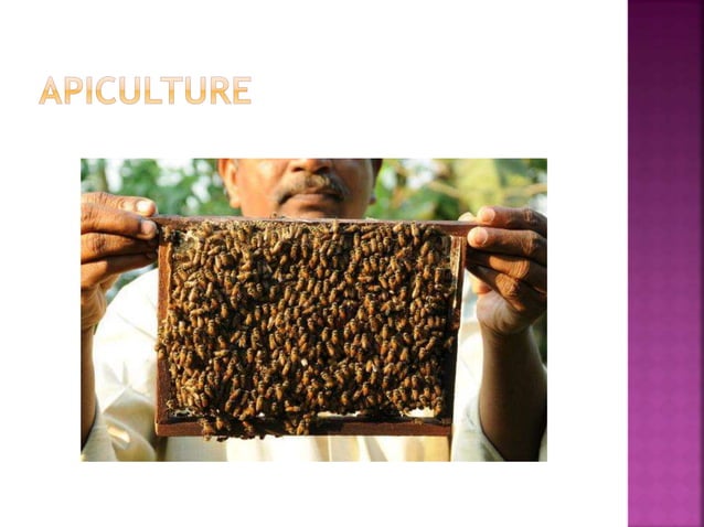 Integrated farming | PPTX | Agriculture | Industries