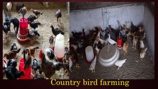 Integrated farming system | PPTX