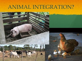 Integrated farm system | PPT
