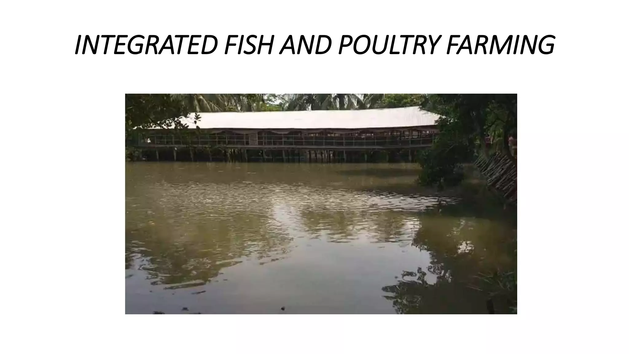 Integrated fish and poultry farming | PPTX