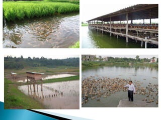Integrated fish farming.pptx
