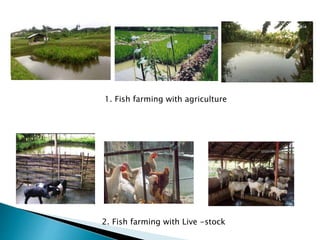 Integrated fish farming.pptx