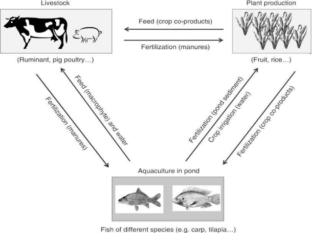 Integrated fish farming system | PPTX | Agriculture | Industries