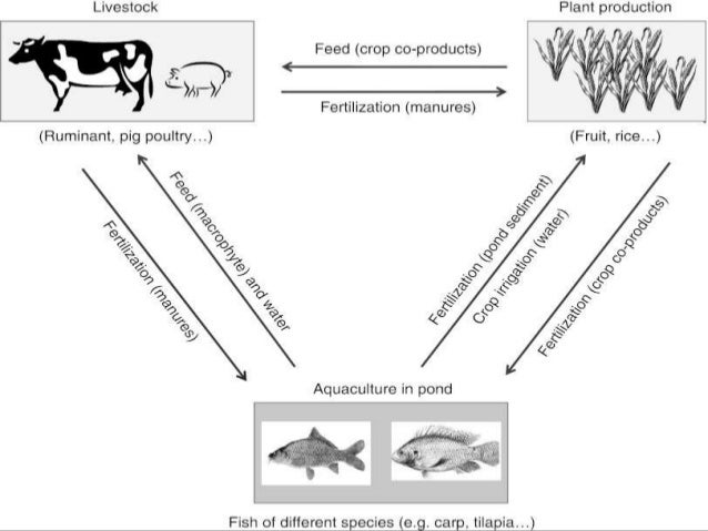 Integrated fish farming system