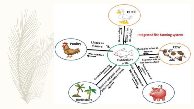 Integrated fish farming system