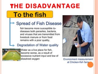 Balai Budidaya Laut Batam | PPT