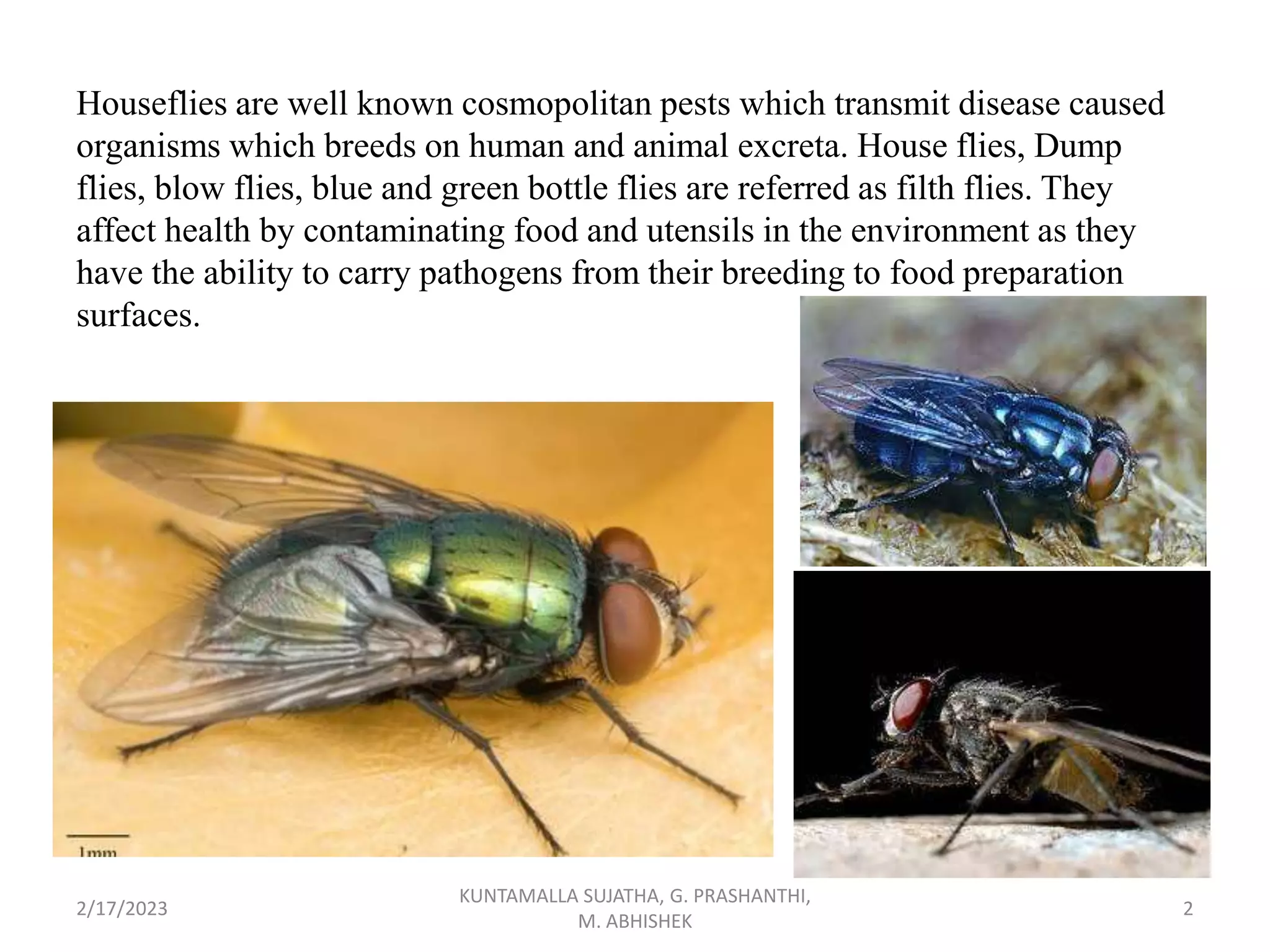 Integrated management of House Flies.pptx