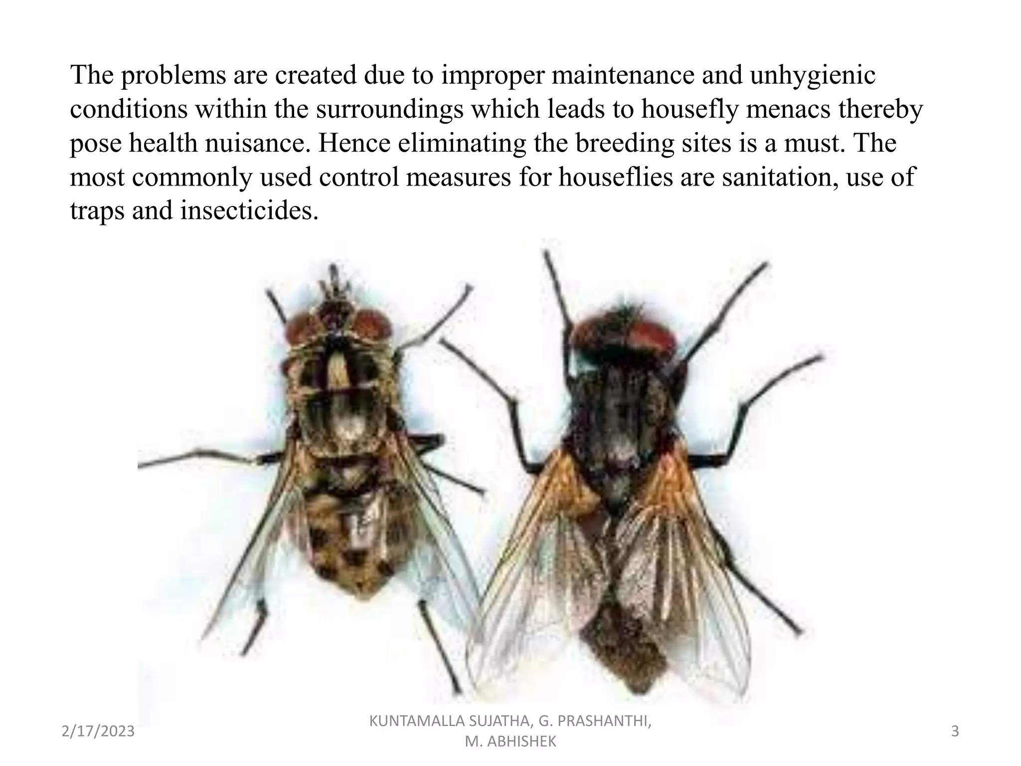 Integrated management of House Flies.pptx
