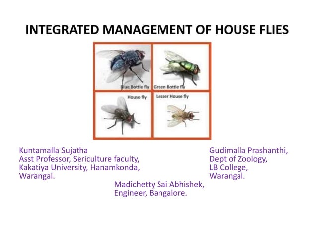 Integrated management of House Flies.pptx | Indoor Environmental ...